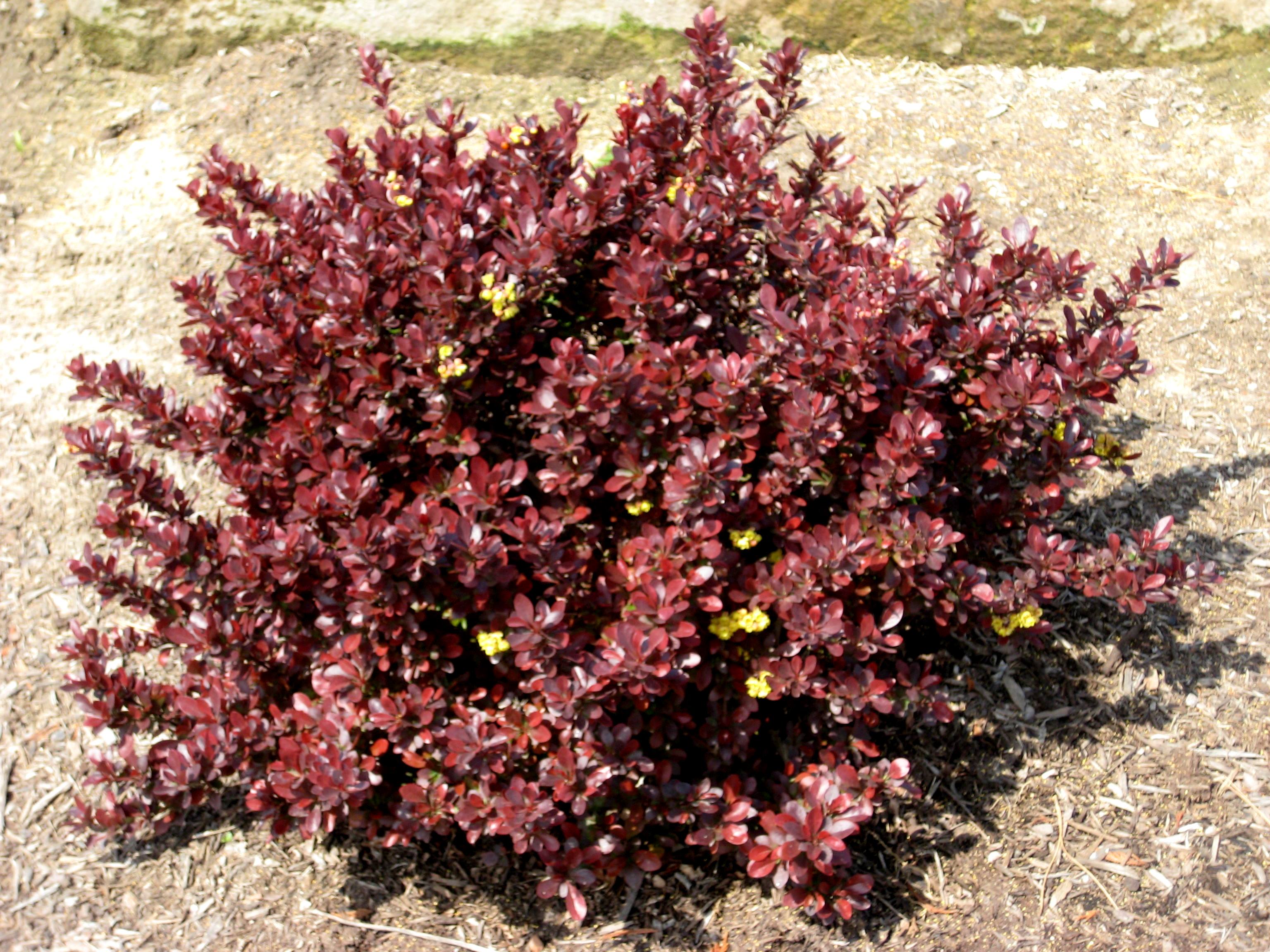 Cómo plantar agracejo en primavera: descripción de propiedades, cultivo ...