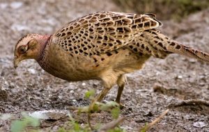 Todo sobre el faisán: qué tipo de ave, descripción, cómo se ve ...