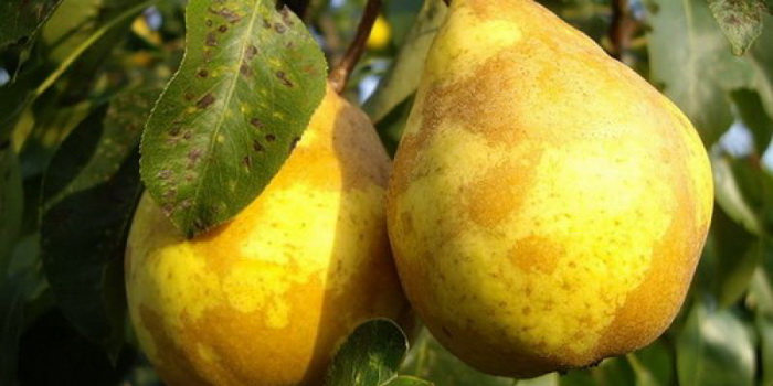About pear Duchesse: description and characteristics of the variety ...