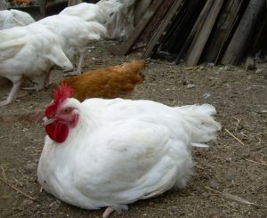 Acerca de la raza de pollos de engorde Ross 308: descripción y ...