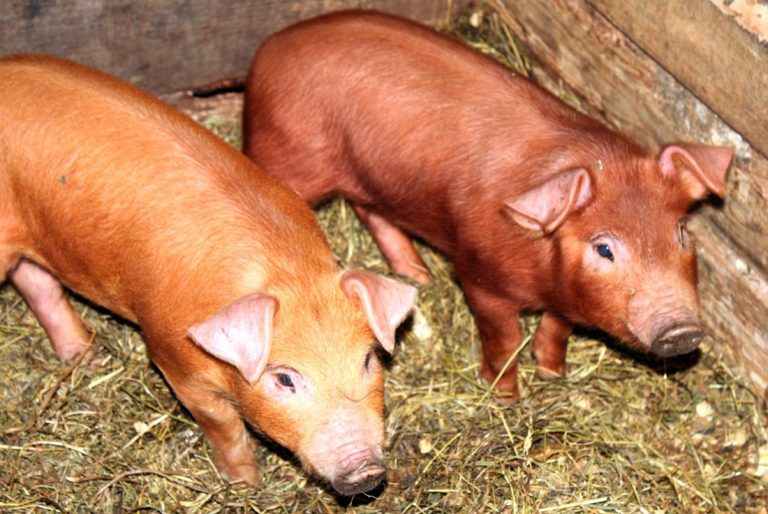 About the Duroc pig breed: description, characteristics, advantages and ...