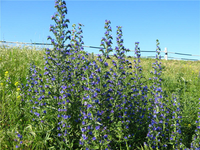 About a bruise of a honey plant: what kind of a honey plant is it, an ...