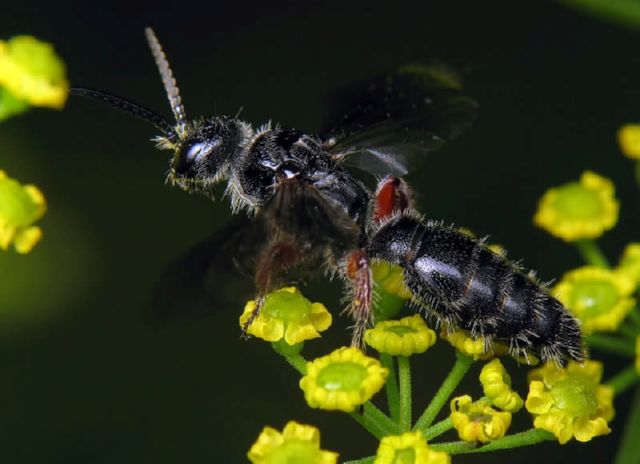 Относно видове оси, сортове: черни, големи, пътни, бронирани, диви, сколии