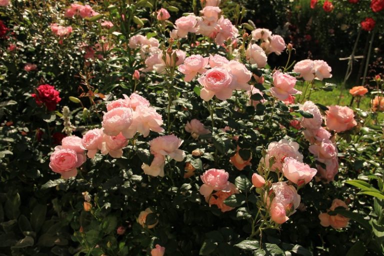 About English roses: description and characteristics of varieties, care ...